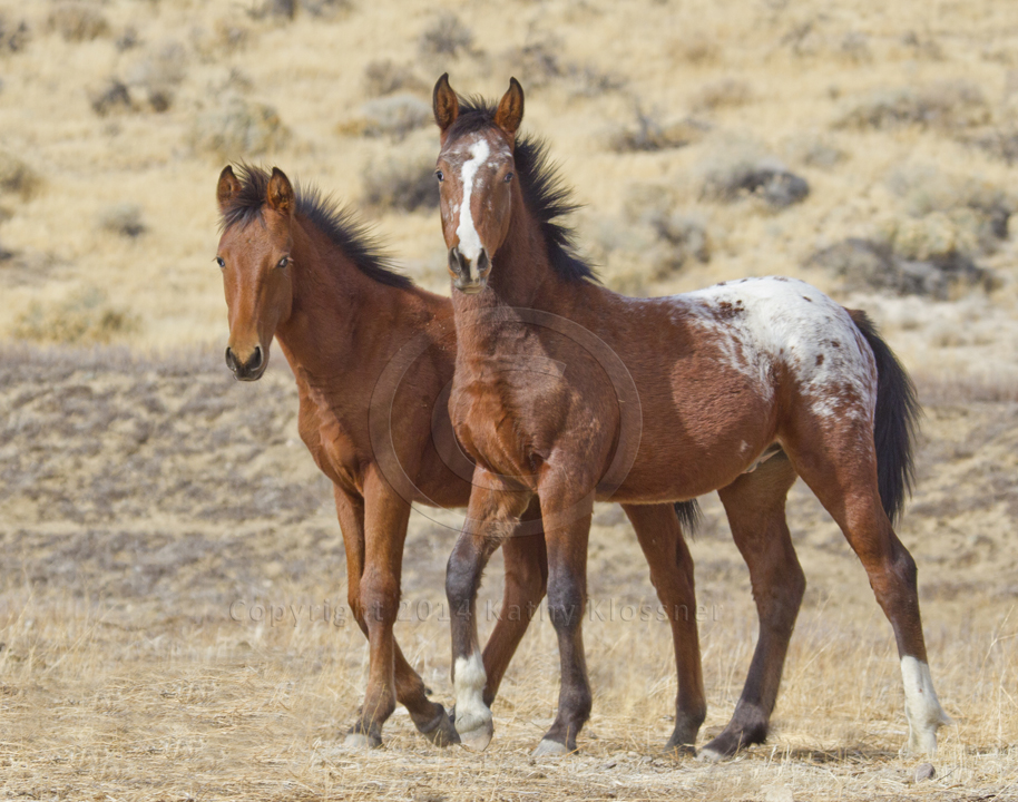 Wild Mustang Stallion Photos | Images of Wild Mustang Stallions